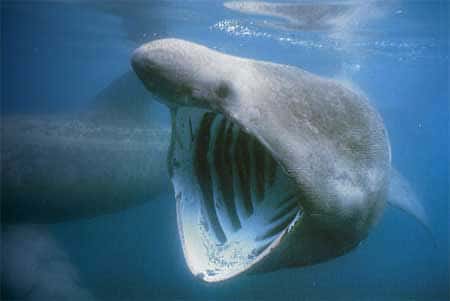 Le requin pélerin se fait rare... - Come4News - Diffusez vos ...